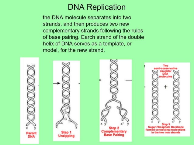 Dna replication ppt | PPTX | Chemistry | Science