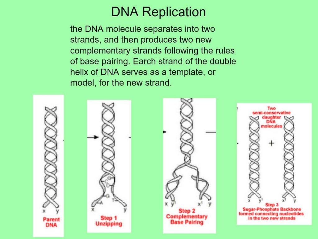 Dna replication ppt
