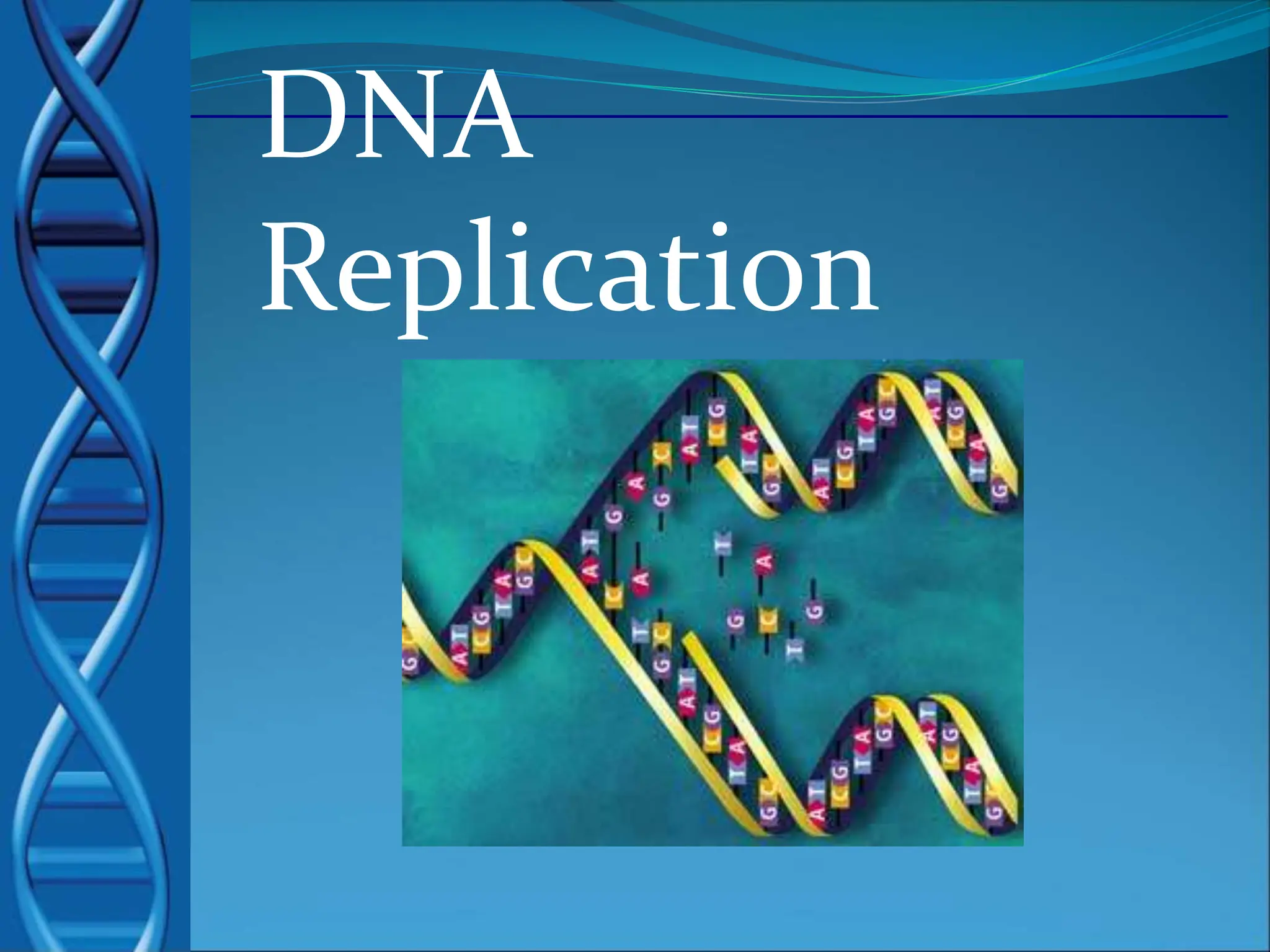 DNA_Replication_ppt.pptpppppppppppppppppppp | PPT | Free Download