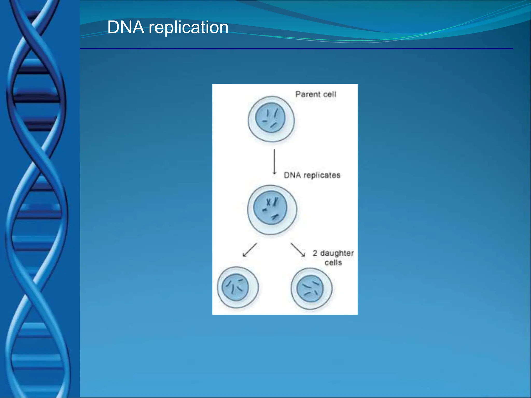 DNA_Replication_ppt.pptpppppppppppppppppppp | PPT