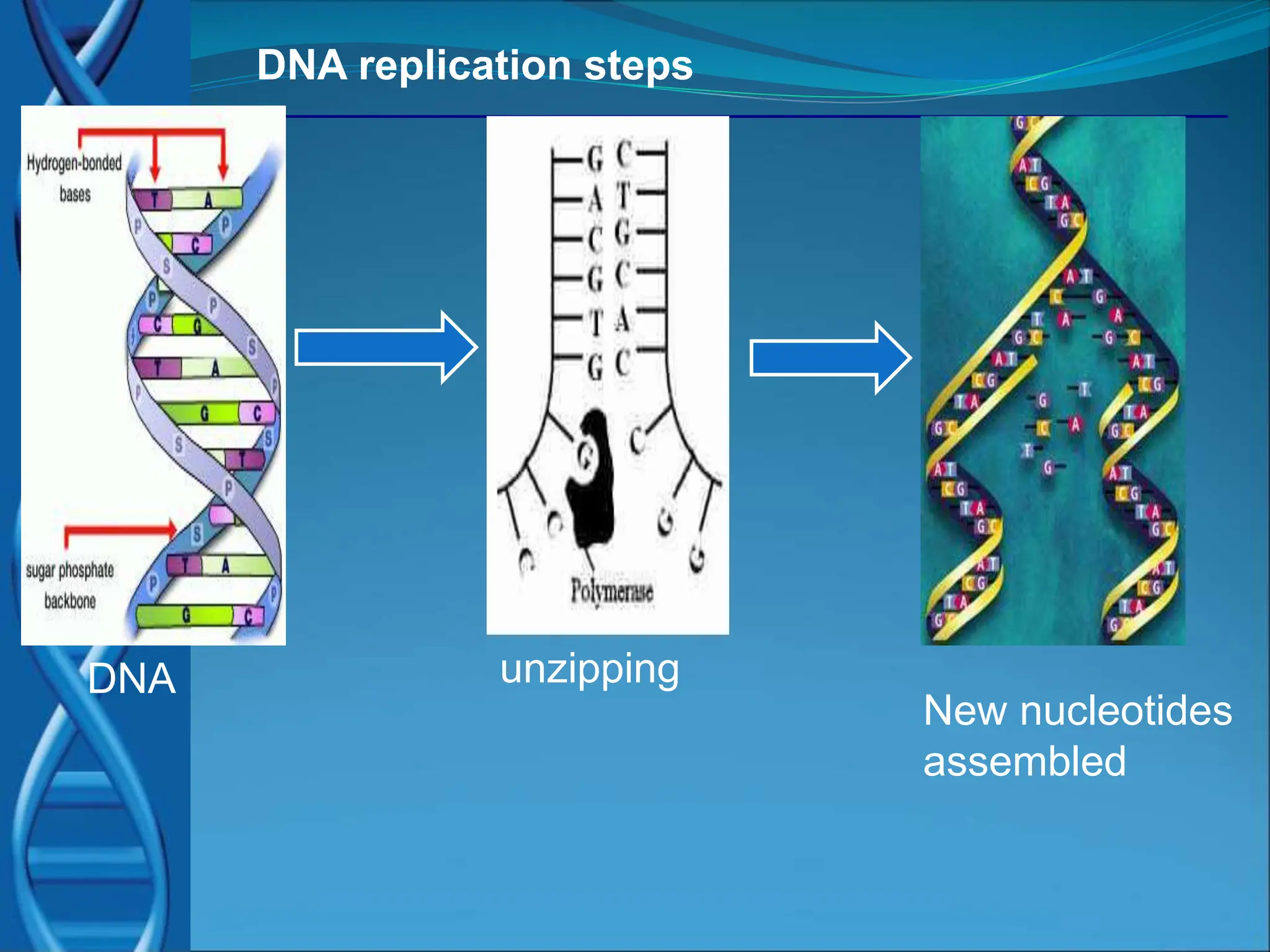 DNA_Replication_ppt.pptpppppppppppppppppppp | PPT
