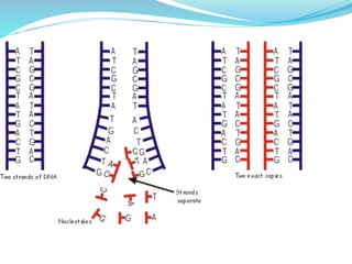 DNA_Replication_ppt.pptpppppppppppppppppppp | PPT