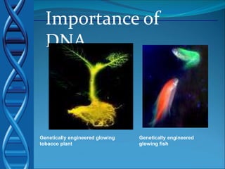 DNA_Replication_ppt.pptpppppppppppppppppppp | PPT
