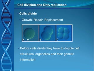 DNA_Replication_ppt.pptpppppppppppppppppppp | PPT