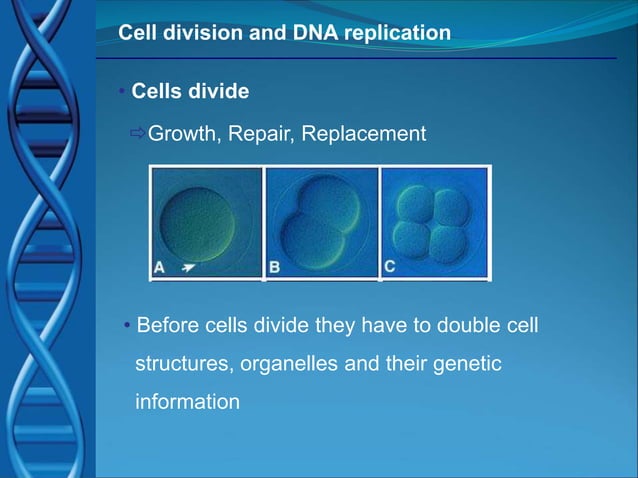 DNA_Replication_ppt.pptpppppppppppppppppppp | PPT