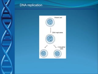 DNA_Replication_ppt.pptpppppppppppppppppppp | PPT