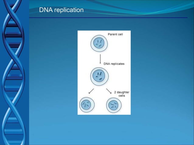 DNA_Replication_ppt.pptpppppppppppppppppppp | PPT