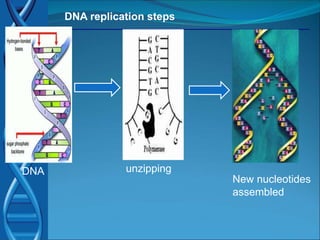 DNA_Replication_ppt.pptpppppppppppppppppppp | PPT