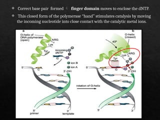DNA Replication: Mechanism, Enzymes, and Regulation | PPTX