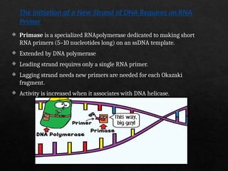 DNA Replication: Mechanism, Enzymes, and Regulation | PPTX