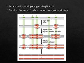 DNA Replication: Mechanism, Enzymes, and Regulation | PPTX