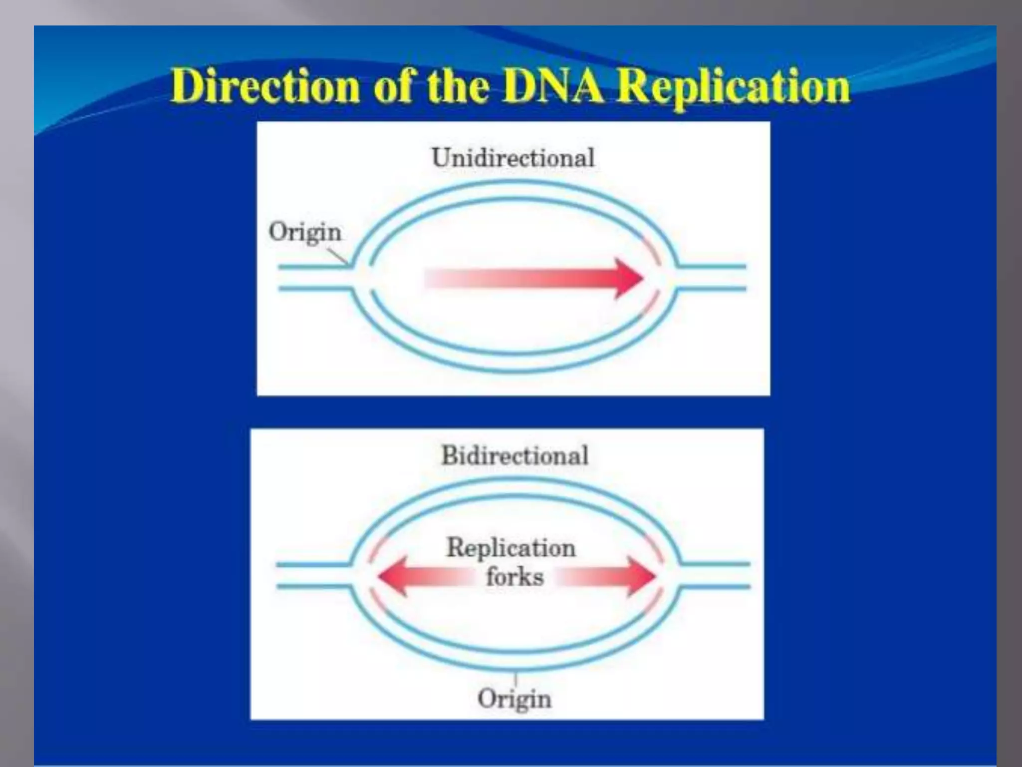 DNA replication Prashant.pptx