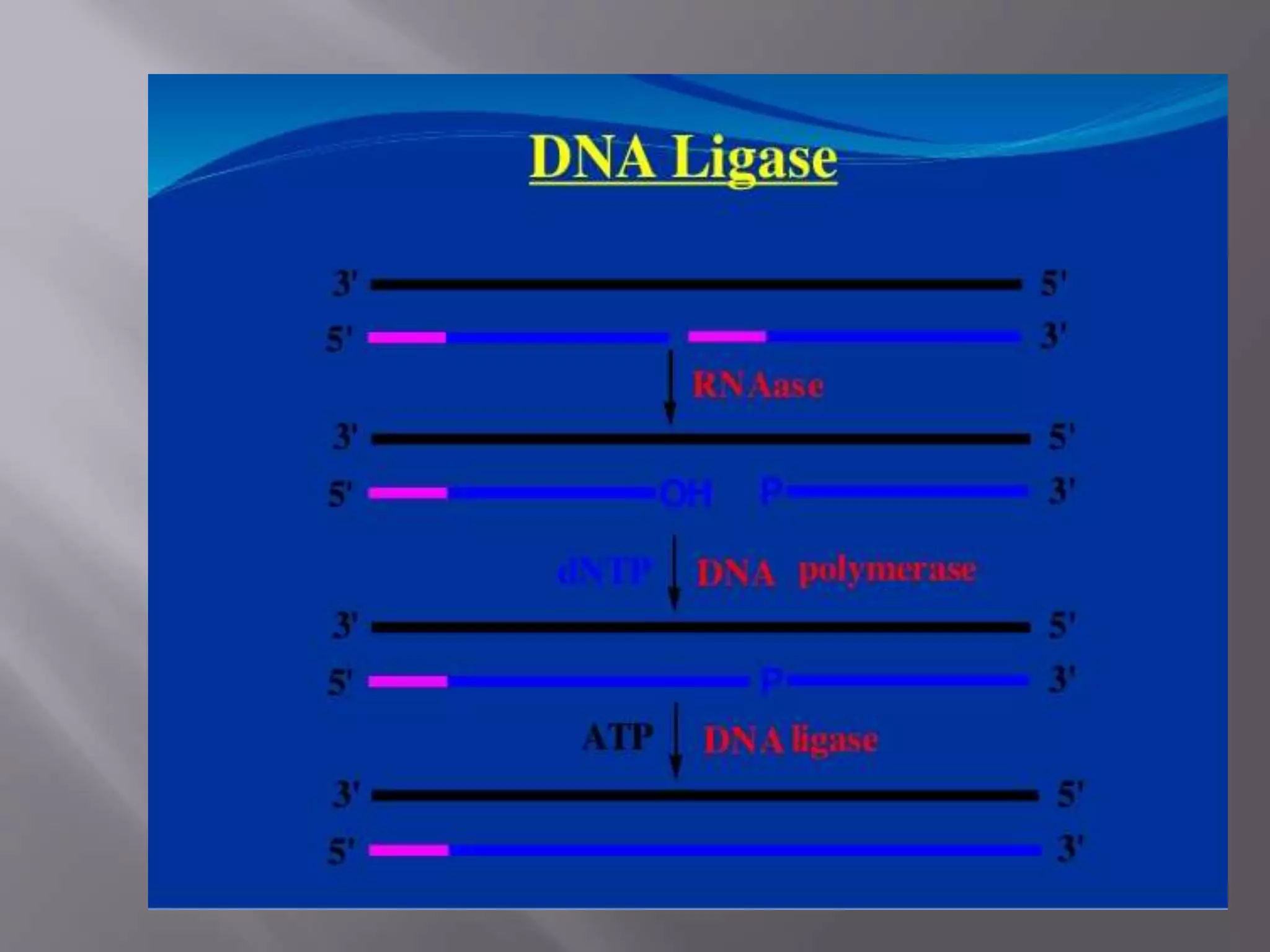 DNA replication Prashant.pptx | Biological Sciences | Science