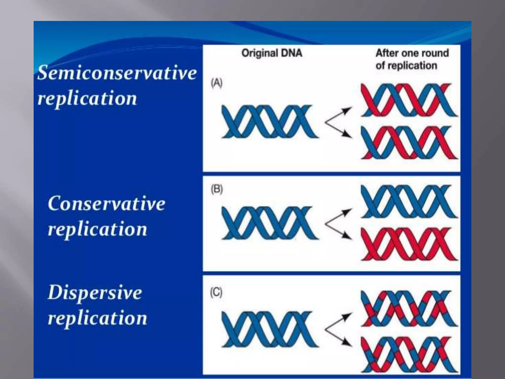 DNA replication Prashant.pptx