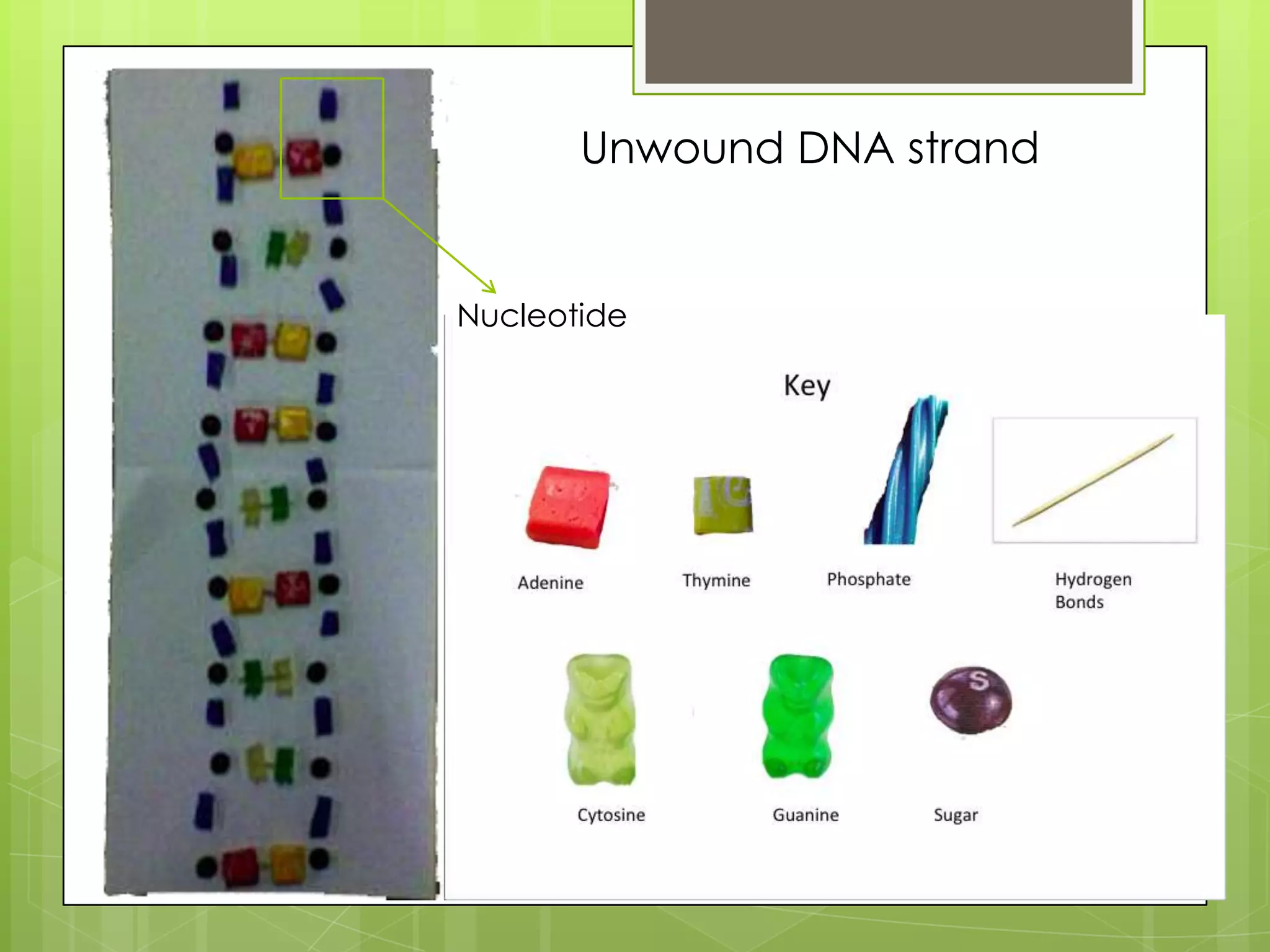 Dna Replication Project Joseph Whitman | PPT