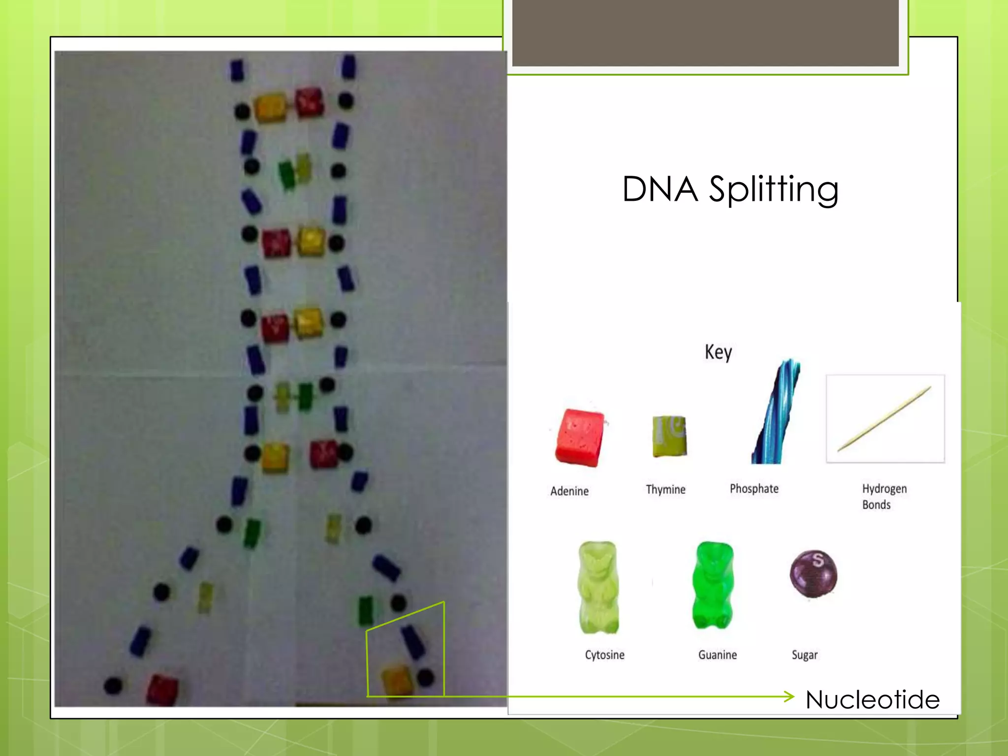 Dna Replication Project Joseph Whitman | PPT