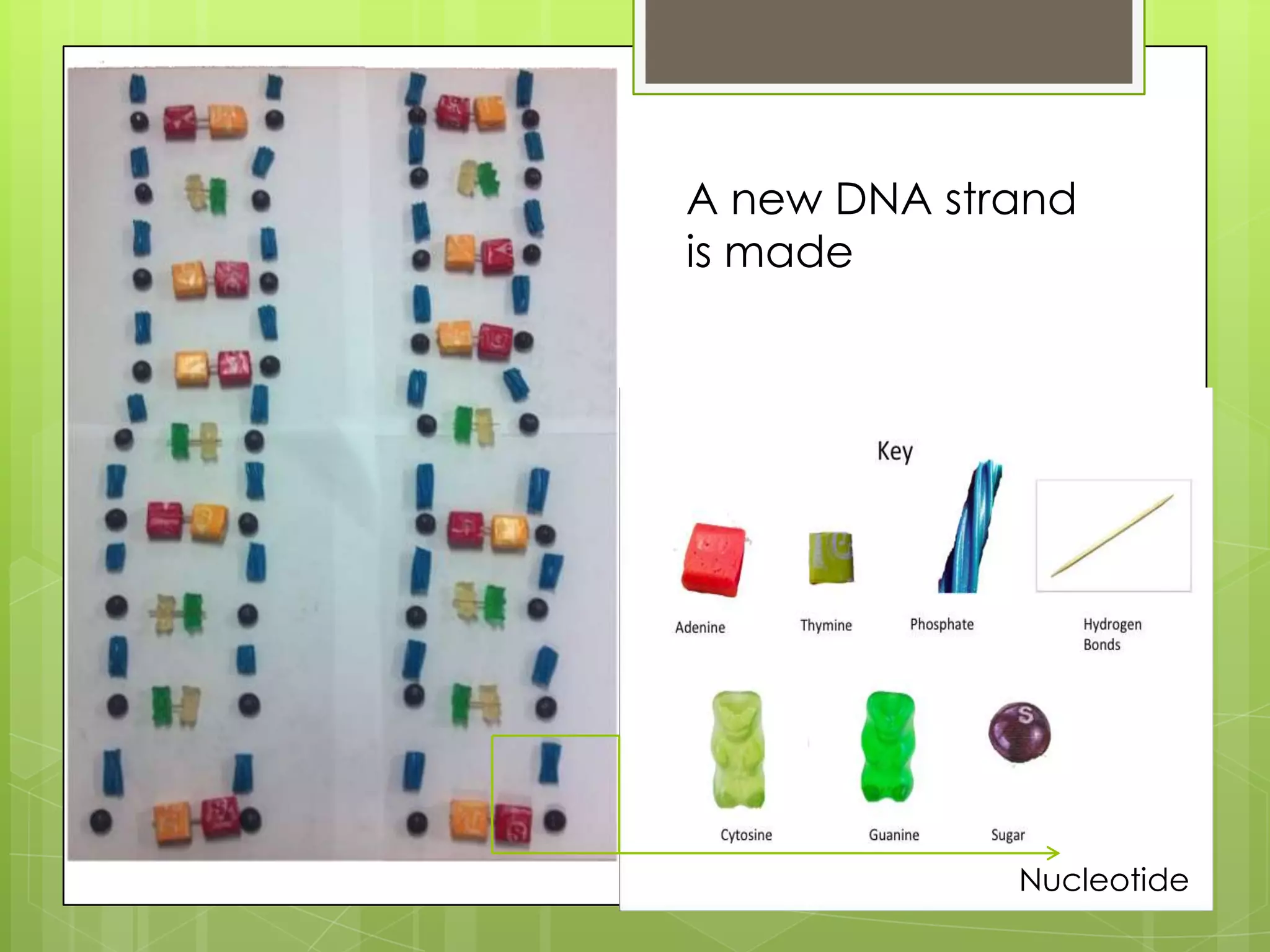 Dna Replication Project Joseph Whitman | PPT