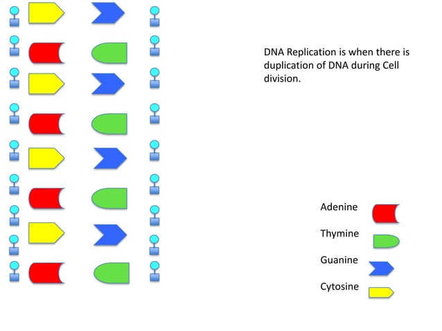 DNA Replication Project P. Fedigan | PPT