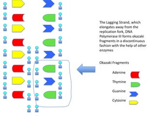 DNA Replication Project P. Fedigan | PPT