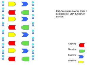 DNA Replication Project P. Fedigan | PPT