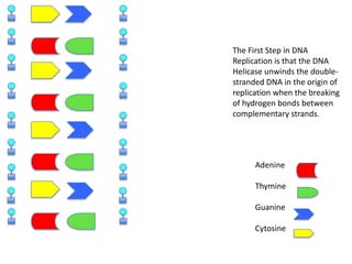 DNA Replication Project P. Fedigan | PPT