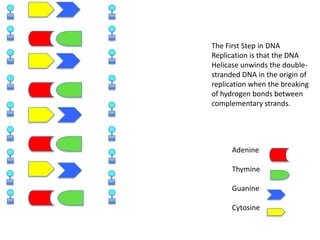 DNA Replication Project P. Fedigan | PPT