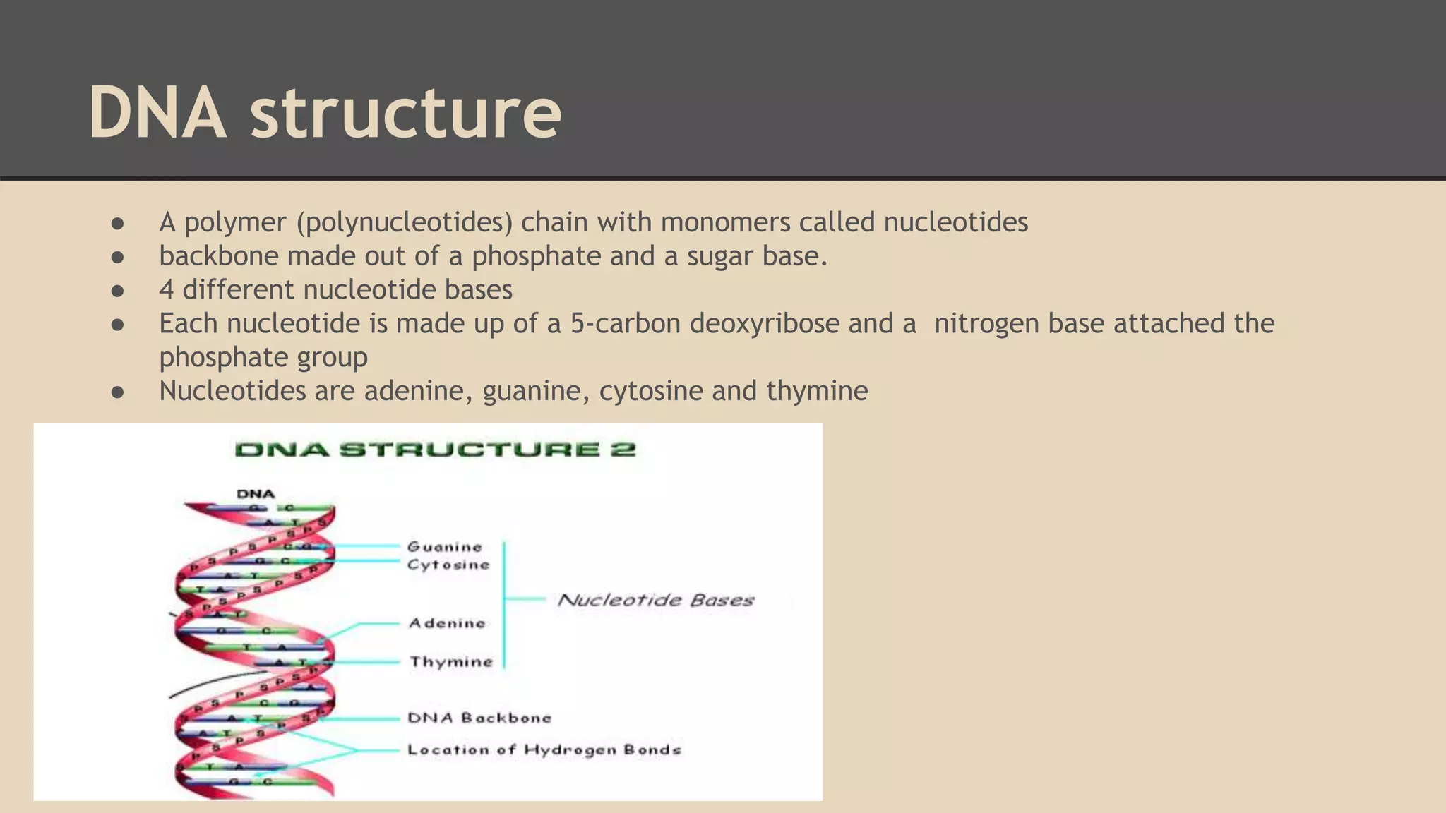 Dna replication project Middle school | PPTX