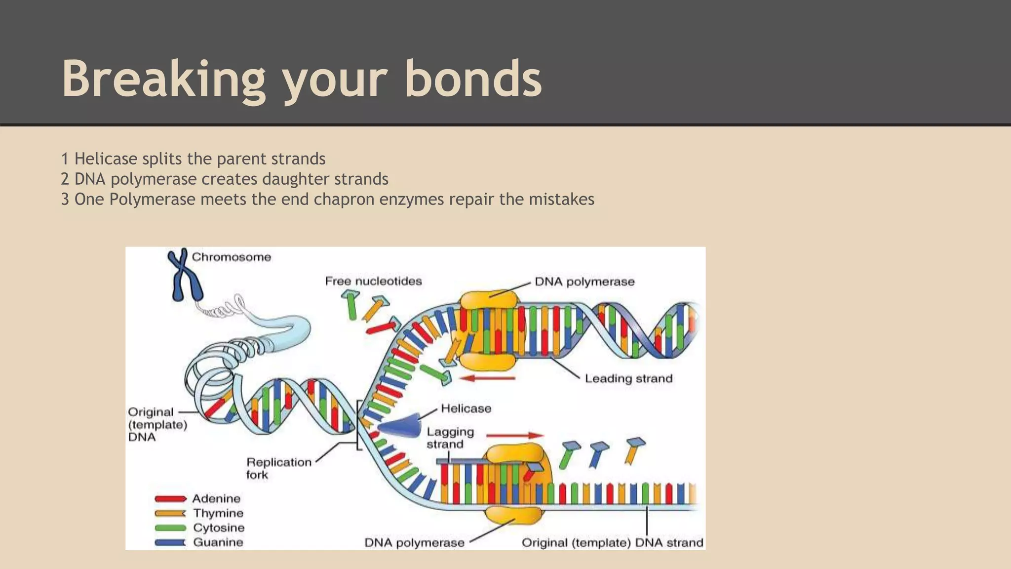 Dna replication project Middle school | PPTX