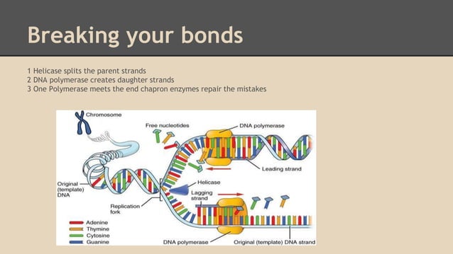 Dna replication project Middle school | PPTX