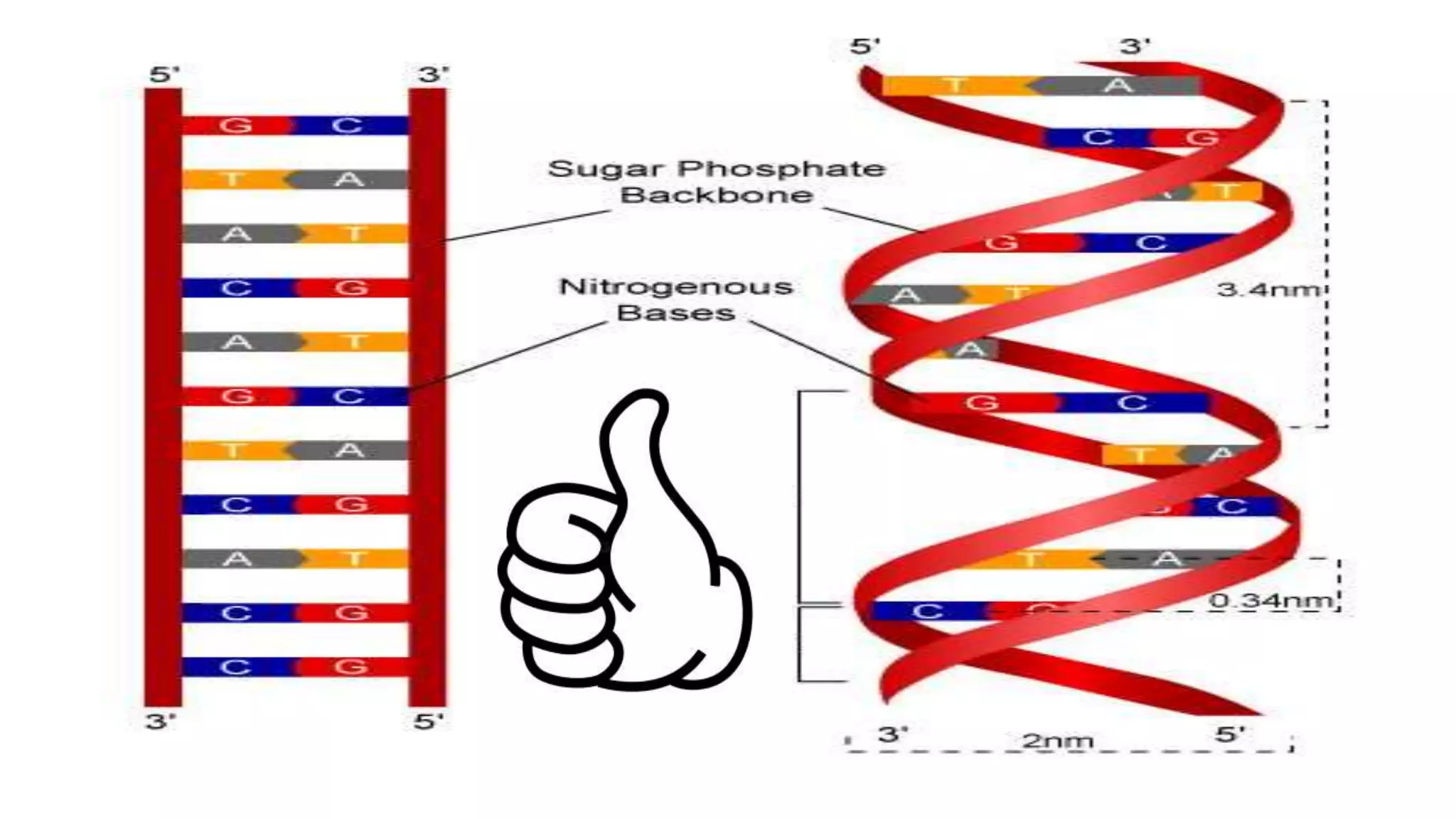 Dna replication recombination | PPTX