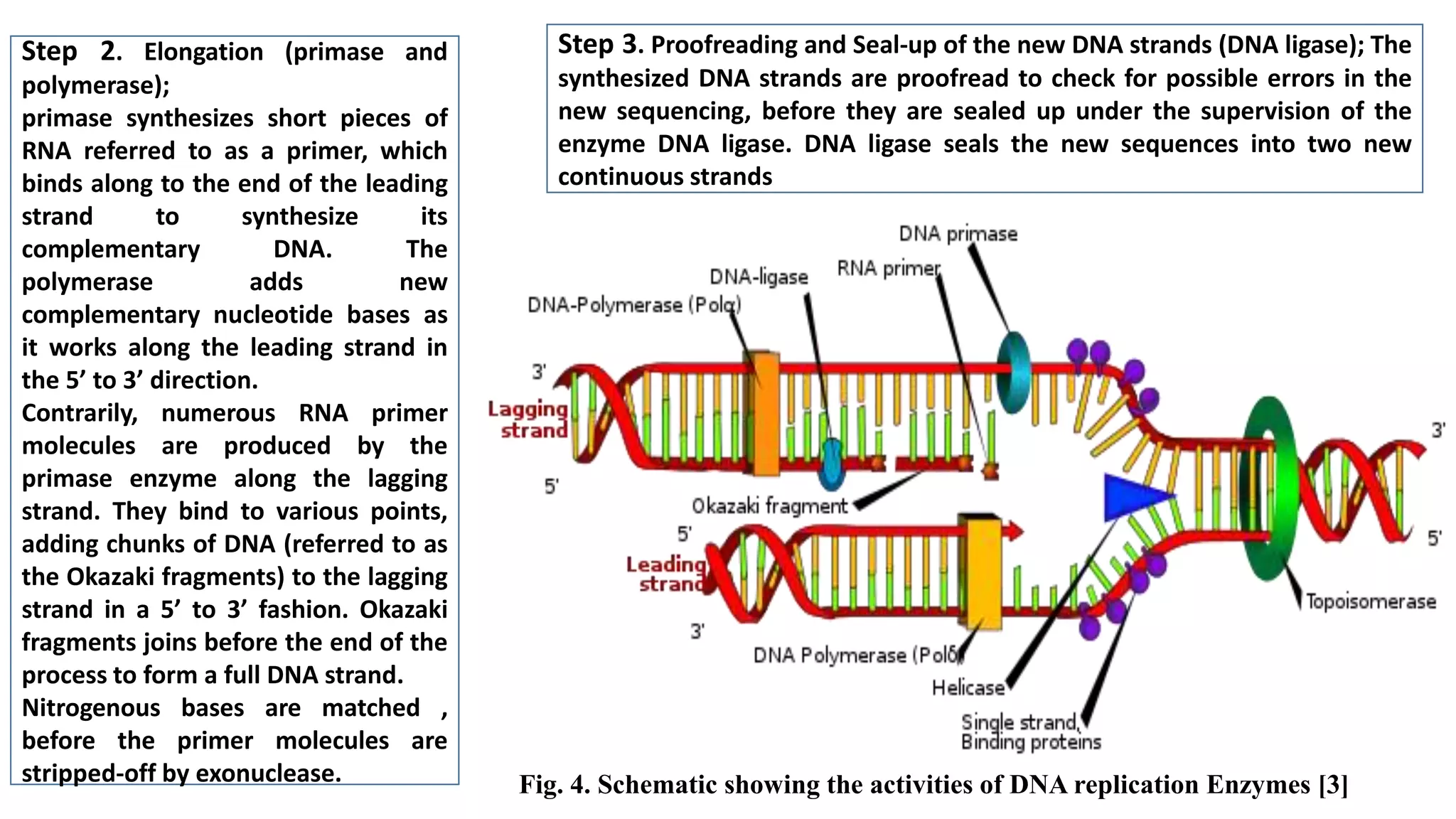 Dna replication recombination | PPTX