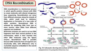 Dna replication recombination | PPTX