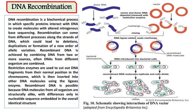 Dna replication recombination | PPT