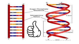 Dna replication recombination | PPTX