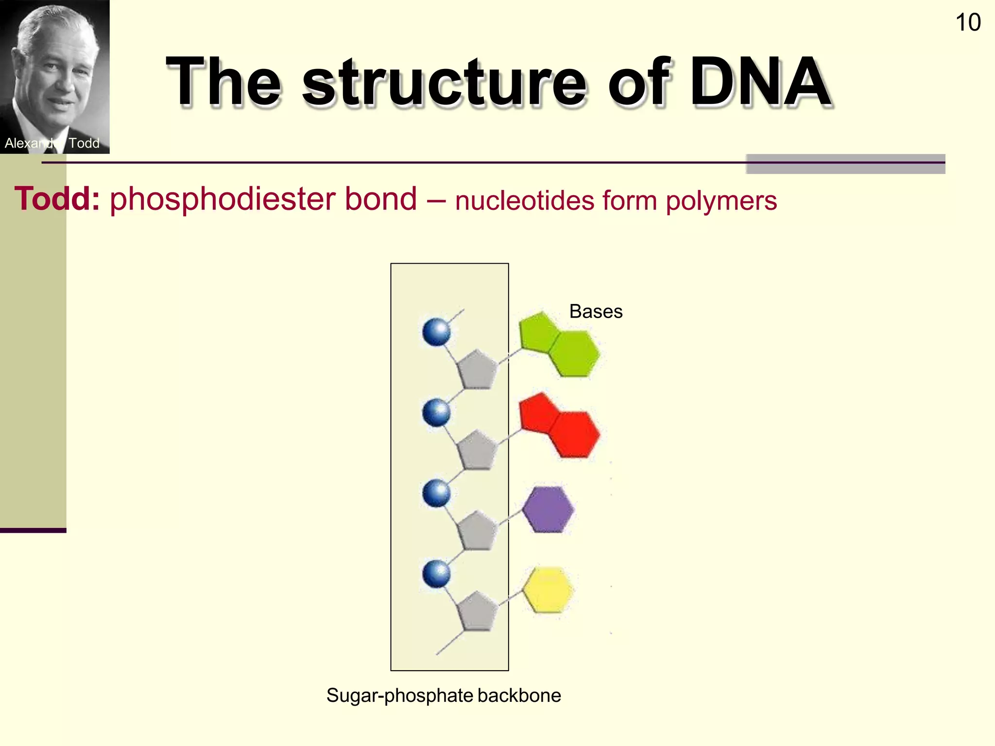 DNA replication,repair and mutation | PPTX | Chemistry | Science