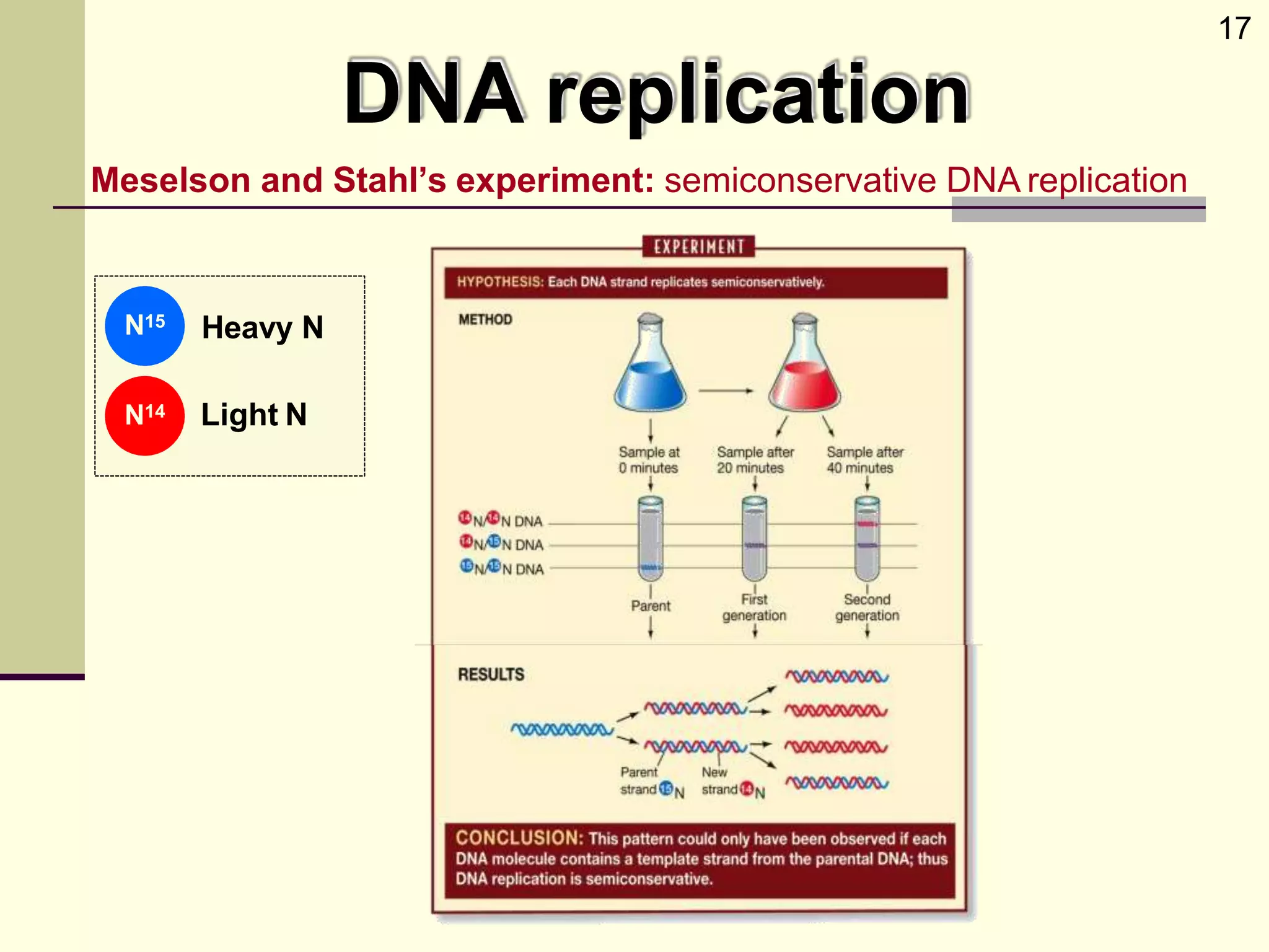 Dna Replication Repair And Mutation Ppt