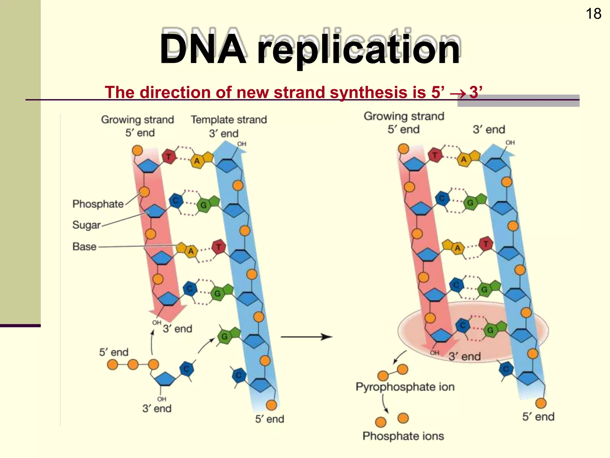 DNA replication,repair and mutation | PPTX