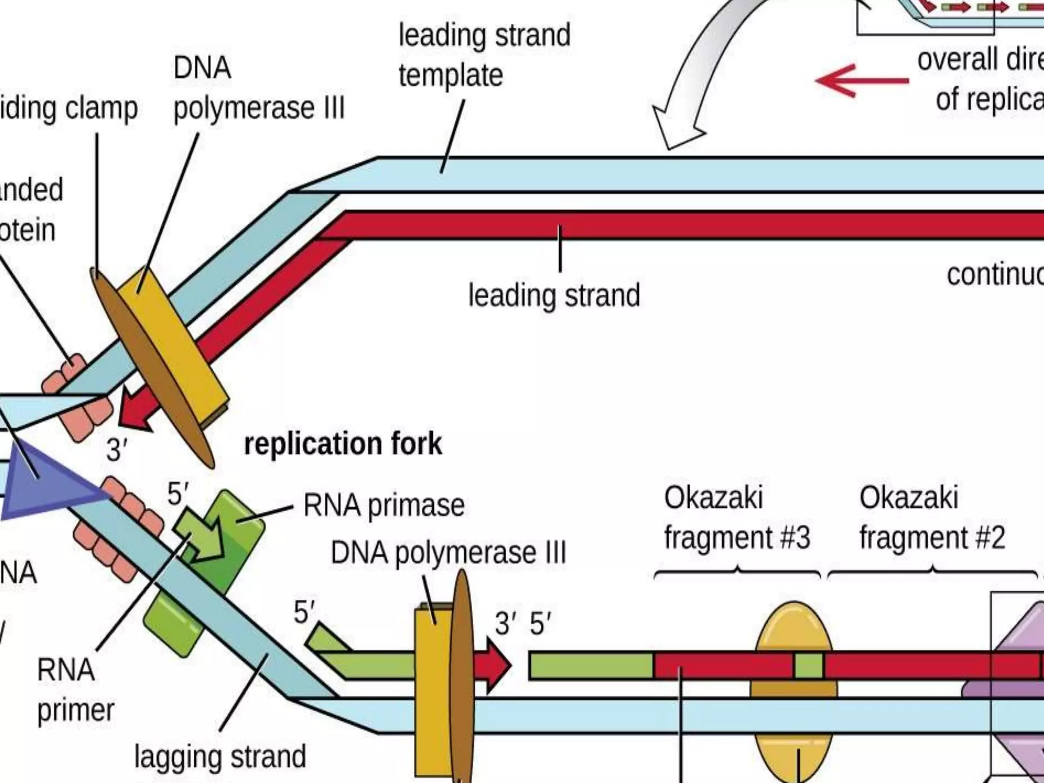 DNA replication,repair and mutation | PPTX | Chemistry | Science
