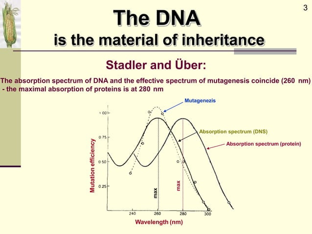 DNA replication,repair and mutation | PPT