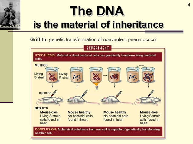 DNA replication,repair and mutation | PPT