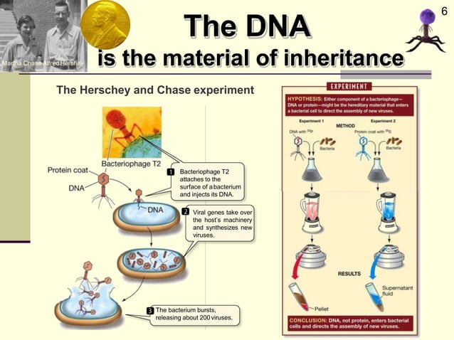 DNA replication,repair and mutation | PPT
