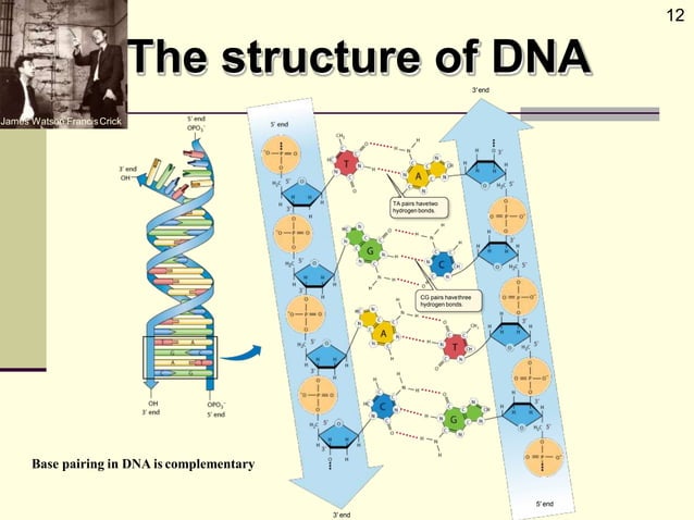 DNA replication,repair and mutation | PPT