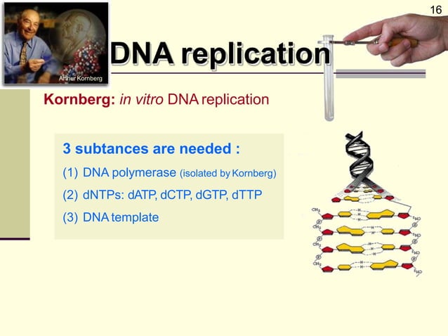 DNA replication,repair and mutation | PPT