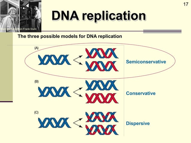 DNA replication,repair and mutation | PPT