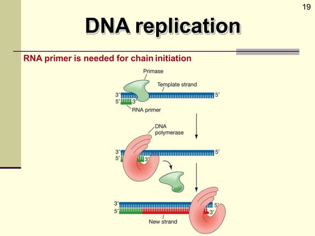 DNA replication,repair and mutation | PPT