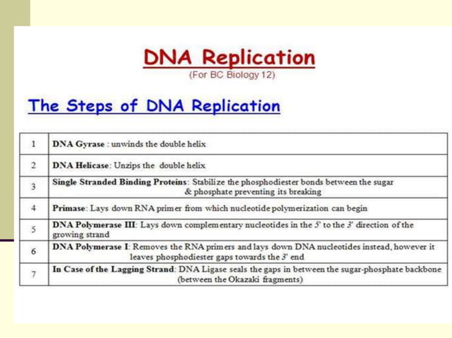 DNA replication,repair and mutation | PPT