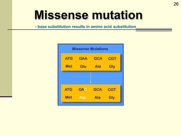 DNA replication,repair and mutation | PPT