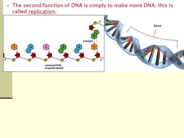 DNA replication,repair and mutation | PPT