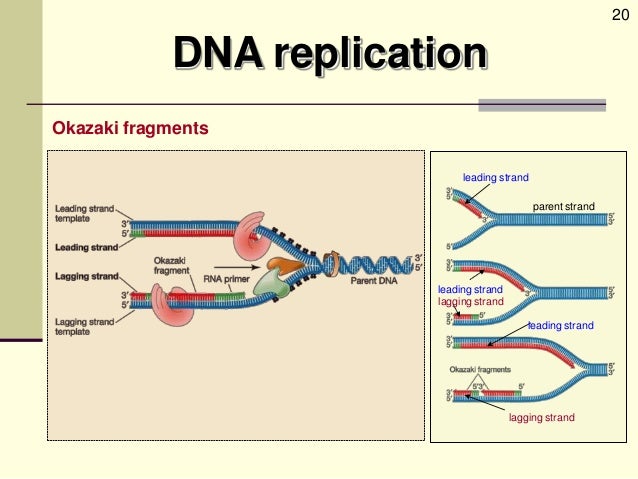 DNA replication,repair and mutation