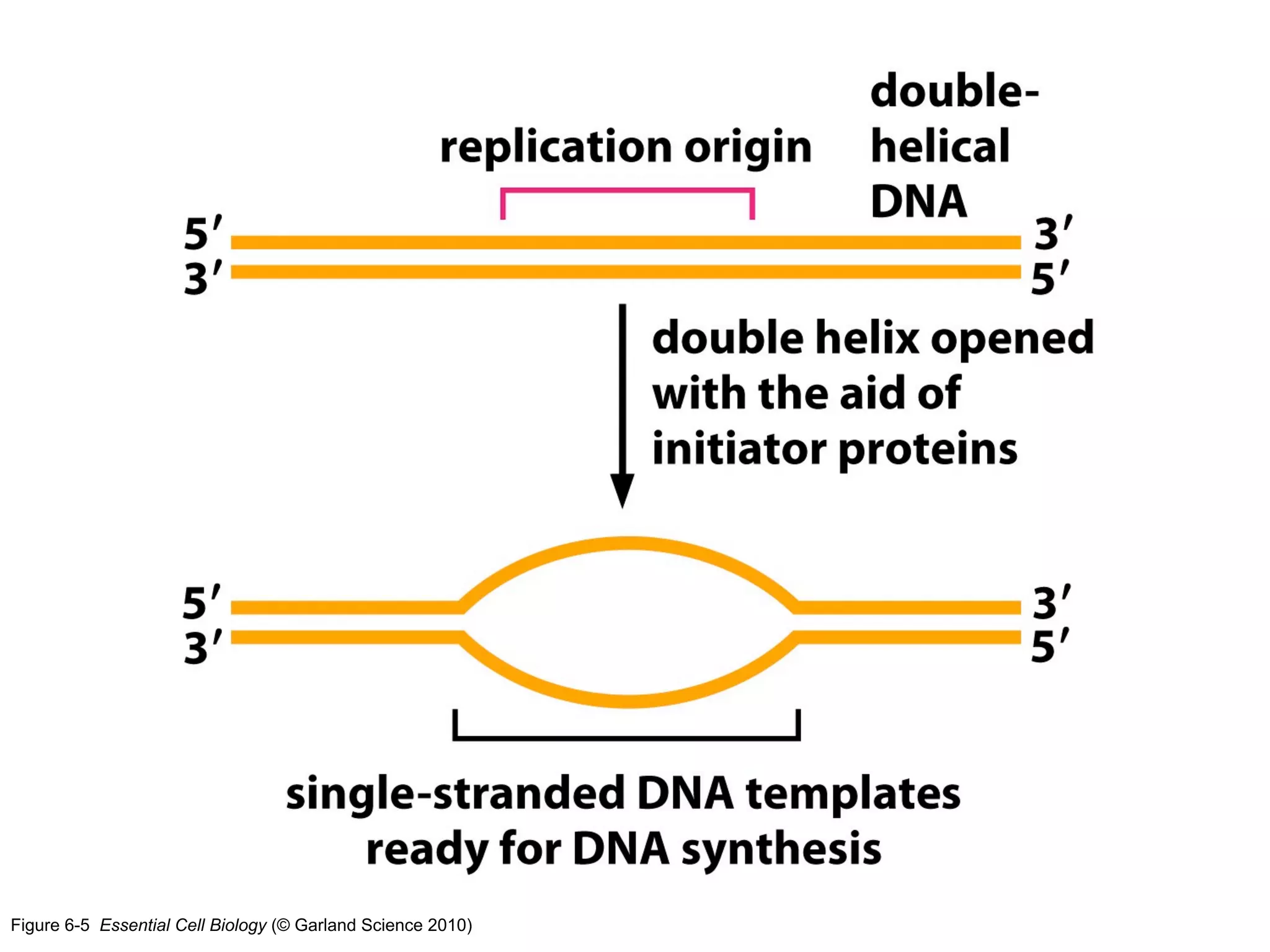 Dna replication, repair, recombination | PDF